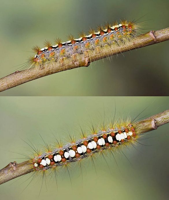 Leucoma salicis - Monaco Nature Encyclopedia