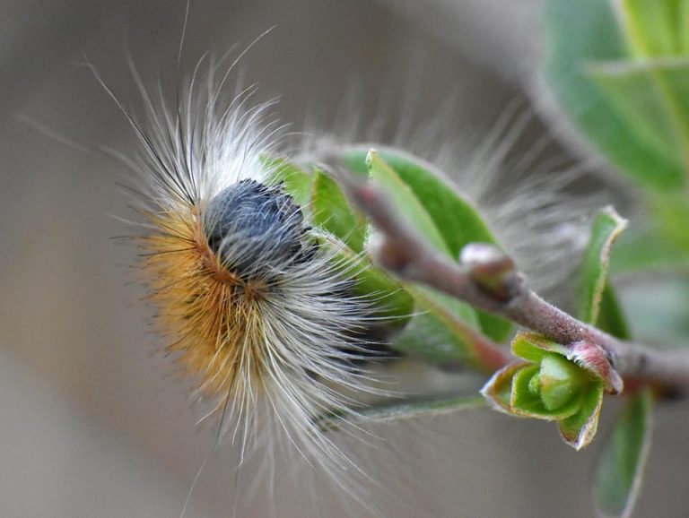 Leucoma salicis - Monaco Nature Encyclopedia