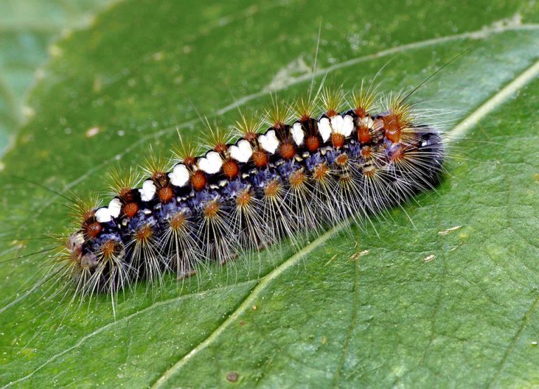 Leucoma salicis - Monaco Nature Encyclopedia