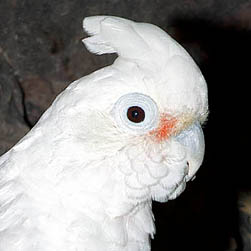 Cacatuidae Archivi - Monaco Nature Encyclopedia