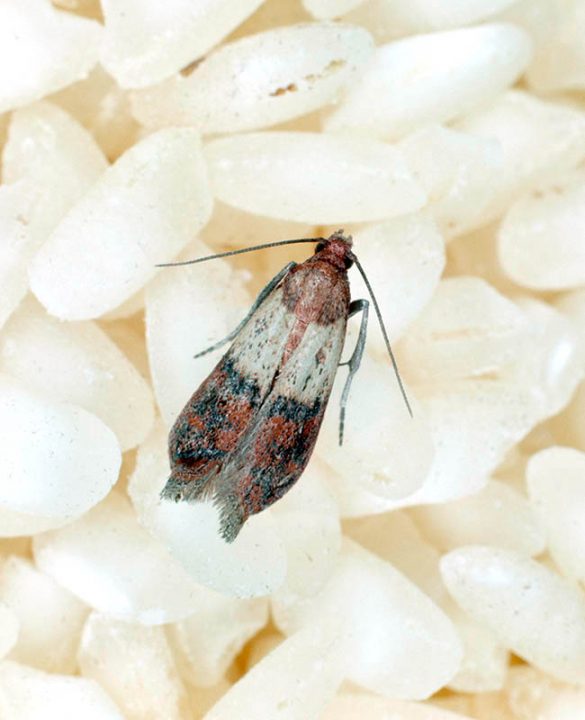 Plodia interpunctella - Monaco Nature Encyclopedia