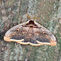 Saturnia pyri - Monaco Nature Encyclopedia