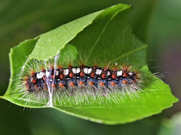 Leucoma salicis - Monaco Nature Encyclopedia