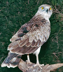 Circaetus gallicus - Monaco Nature Encyclopedia