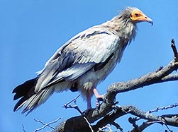Neophron percnopterus - Monaco Nature Encyclopedia