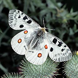 Parnassius apollo - Monaco Nature Encyclopedia