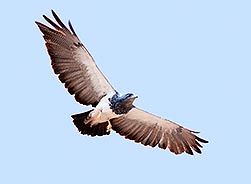 birds of prey Archivi - Monaco Nature Encyclopedia