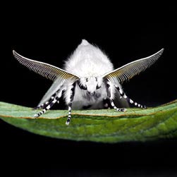 Leucoma salicis - Monaco Nature Encyclopedia