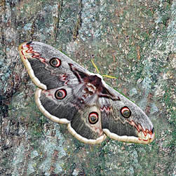 Saturnia pyri - Monaco Nature Encyclopedia
