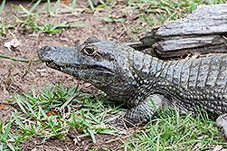 Caiman yacare - Monaco Nature Encyclopedia