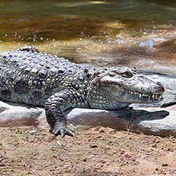 Caiman crocodilus - Monaco Nature Encyclopedia