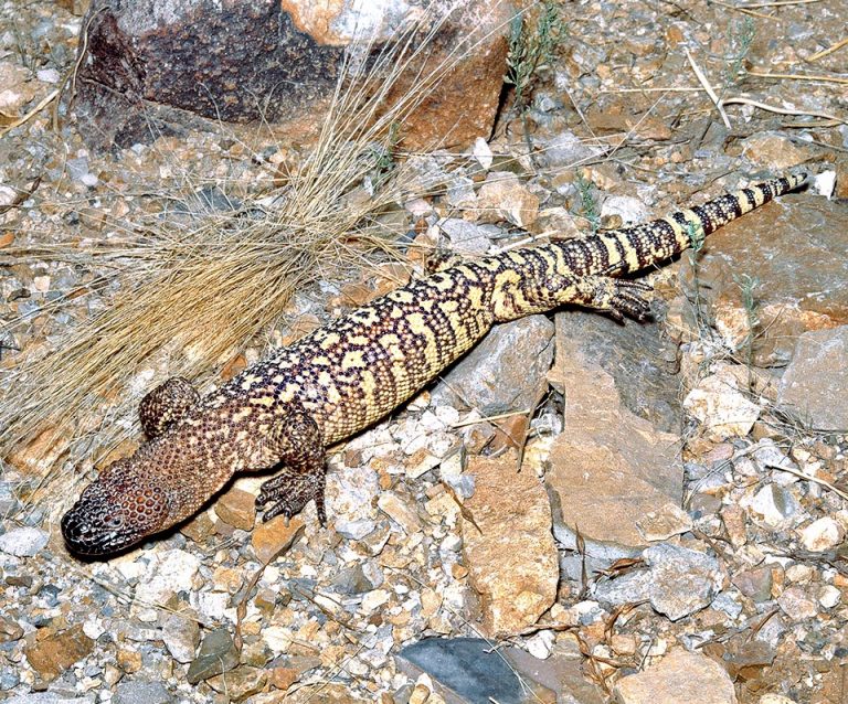 Heloderma exasperatum - Monaco Nature Encyclopedia