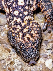 Heloderma suspectum - Monaco Nature Encyclopedia