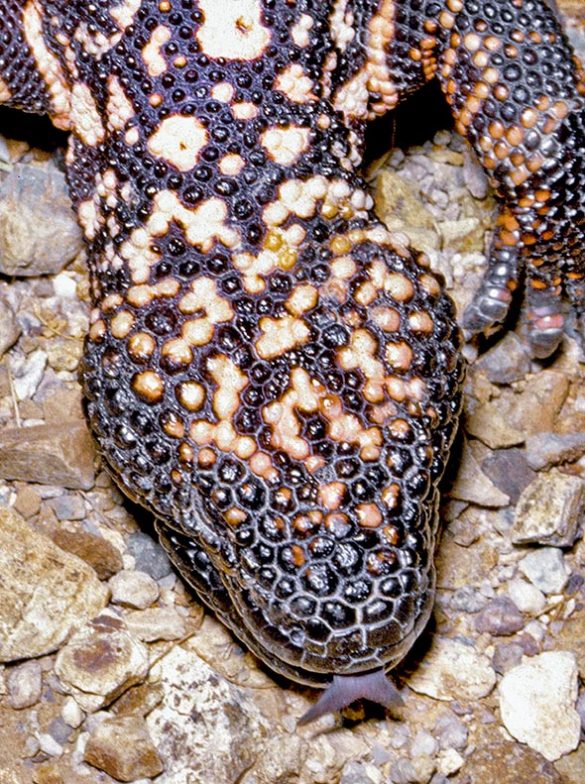 Heloderma suspectum - Monaco Nature Encyclopedia