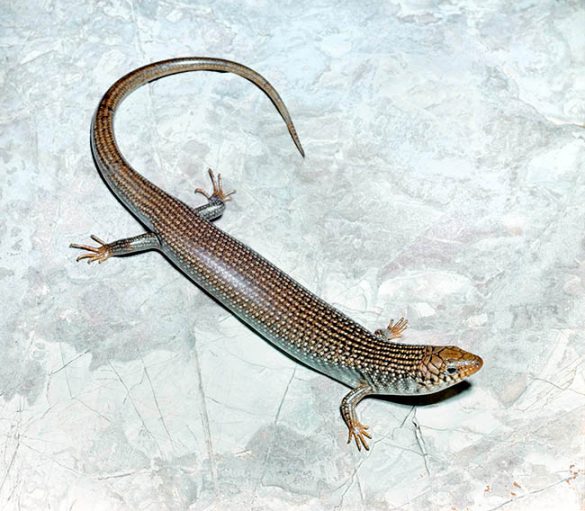 Chalcides ocellatus - Monaco Nature Encyclopedia
