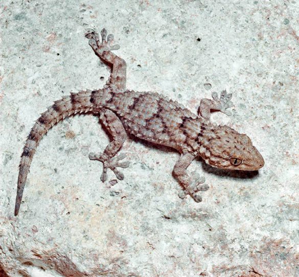 Tarentola mauritanica - Monaco Nature Encyclopedia