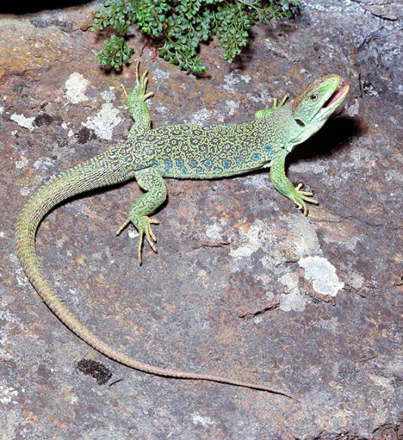 Timon lepidus - Monaco Nature Encyclopedia