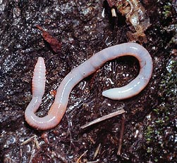 Lumbricus terrestris - Monaco Nature Encyclopedia