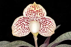 Paphiopedilum godefroyae - Monaco Nature Encyclopedia