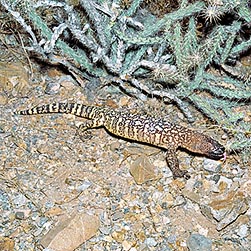 Heloderma exasperatum - Monaco Nature Encyclopedia