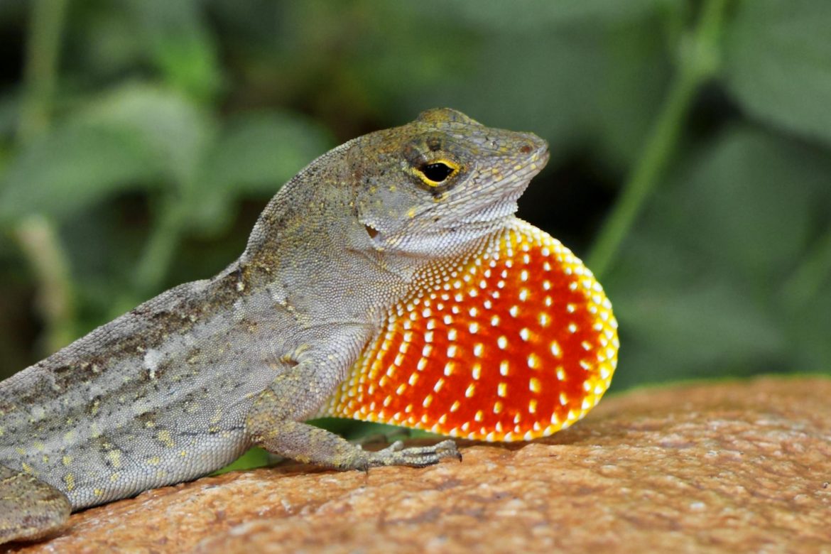 Anolis sagrei - Monaco Nature Encyclopedia