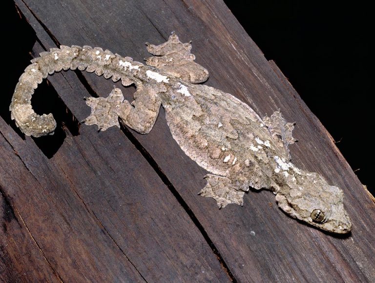 Ptychozoon lionotum - Monaco Nature Encyclopedia