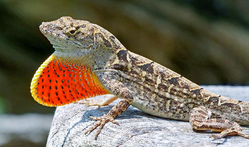Anolis sagrei - Monaco Nature Encyclopedia