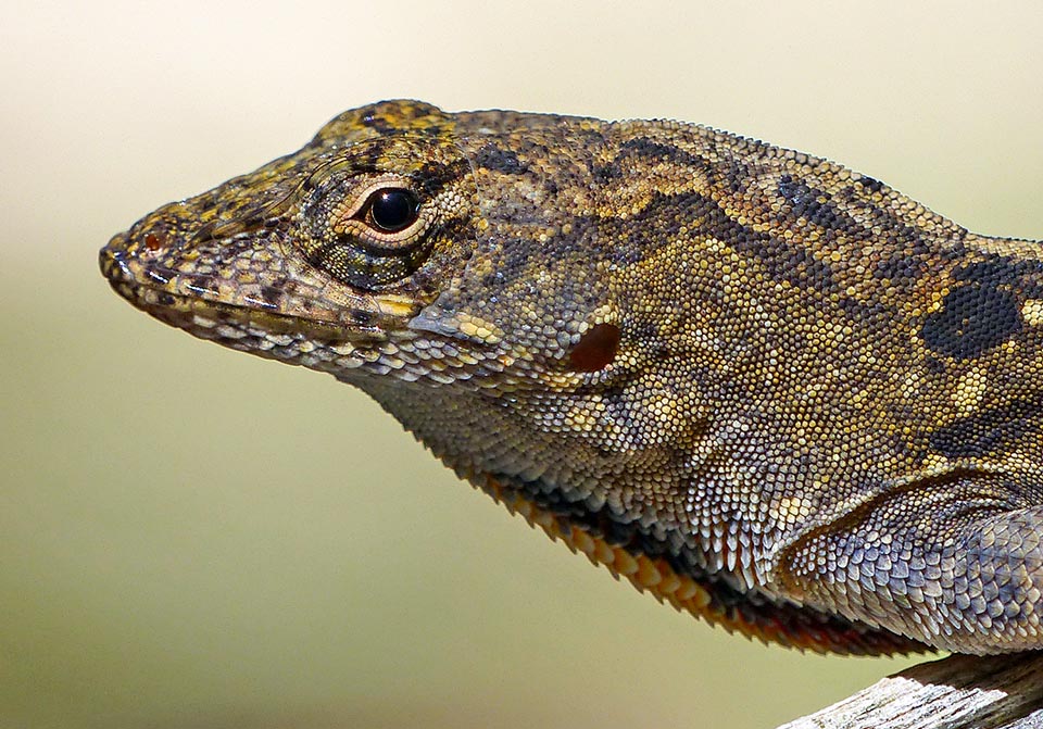 Anolis sagrei - Monaco Nature Encyclopedia