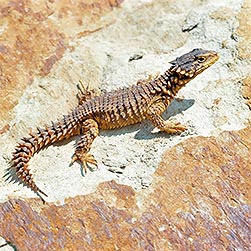 Sauria Archivi - Monaco Nature Encyclopedia
