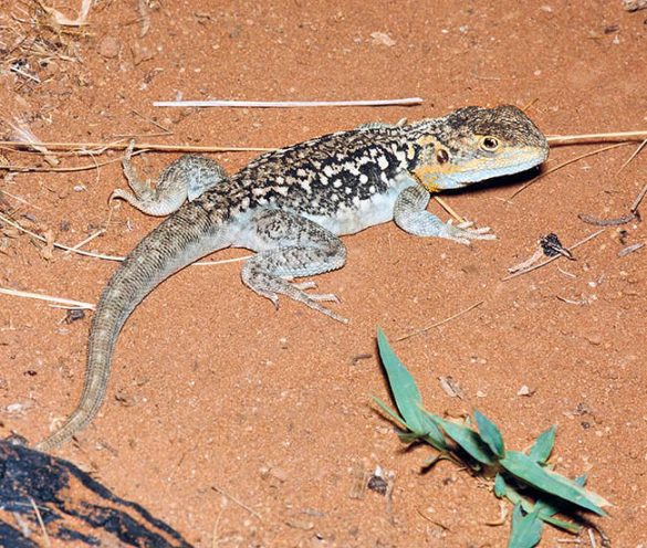 Ctenophorus fionni - Monaco Nature Encyclopedia