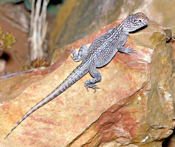 Ctenophorus nuchalis - Monaco Nature Encyclopedia