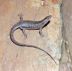 Matobosaurus validus - Monaco Nature Encyclopedia