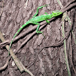 Sauria Archivi - Monaco Nature Encyclopedia