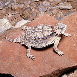 Sauria Archivi - Monaco Nature Encyclopedia