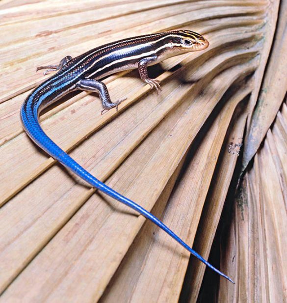 Plestiodon fasciatus - Monaco Nature Encyclopedia