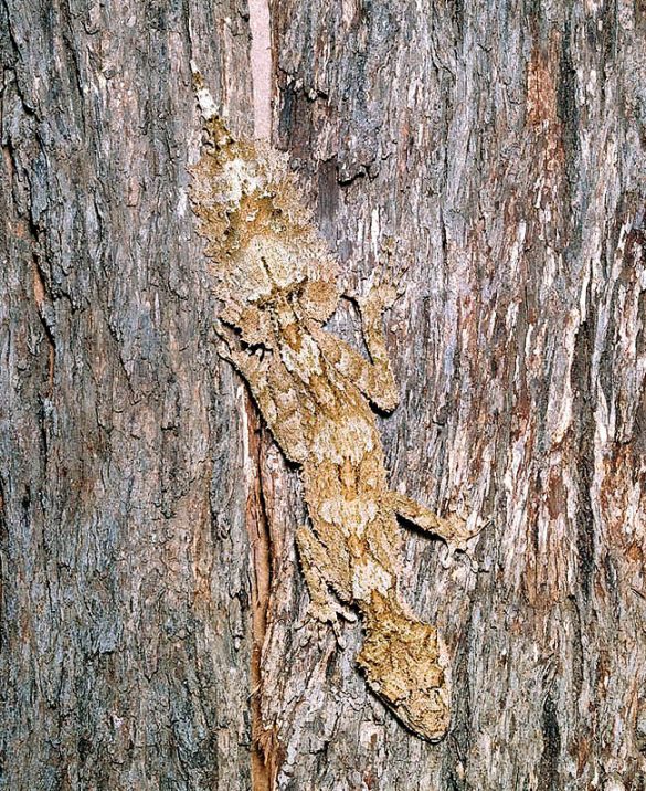 Saltuarius cornutus - Monaco Nature Encyclopedia