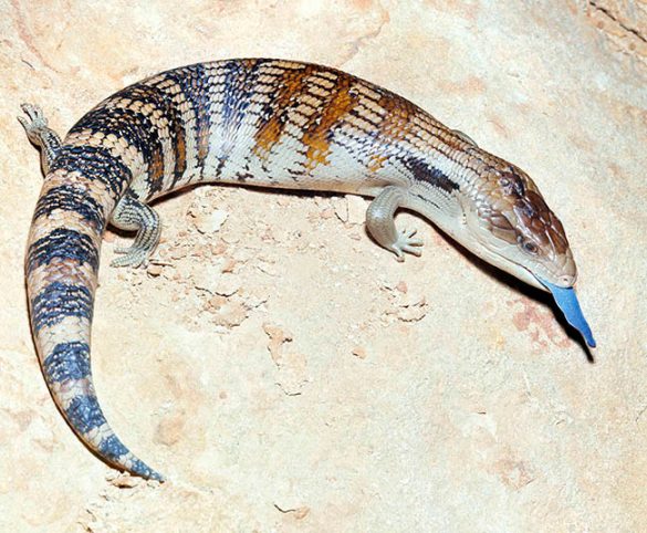 Tiliqua scincoides - Monaco Nature Encyclopedia
