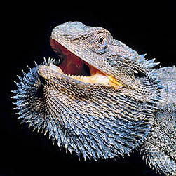 Pogona barbata - Monaco Nature Encyclopedia