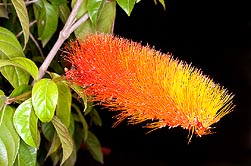 Combretaceae Archivi - Monaco Nature Encyclopedia