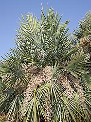 Copernicia Archivi - Monaco Nature Encyclopedia