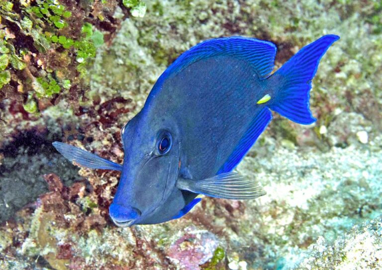Acanthurus coeruleus - Monaco Nature Encyclopedia