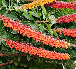 Norantea guianensis - Monaco Nature Encyclopedia