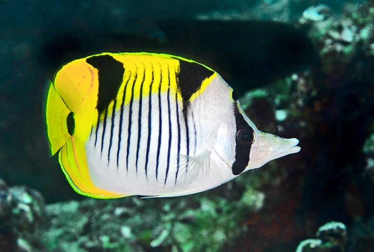 Chaetodon falcula - Monaco Nature Encyclopedia