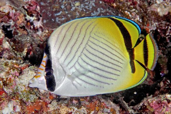 Chaetodon vagabundus - Monaco Nature Encyclopedia