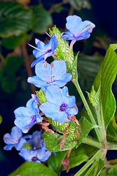 Eranthemum pulchellum - Monaco Nature Encyclopedia