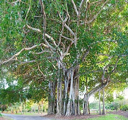 Ficus altissima - Monaco Nature Encyclopedia