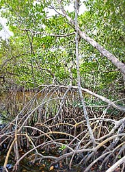 Rhizophora mangle - Monaco Nature Encyclopedia