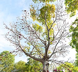 Sterculia foetida - Monaco Nature Encyclopedia