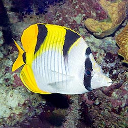 Chaetodon falcula - Monaco Nature Encyclopedia