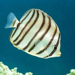 Chaetodon octofasciatus - Monaco Nature Encyclopedia